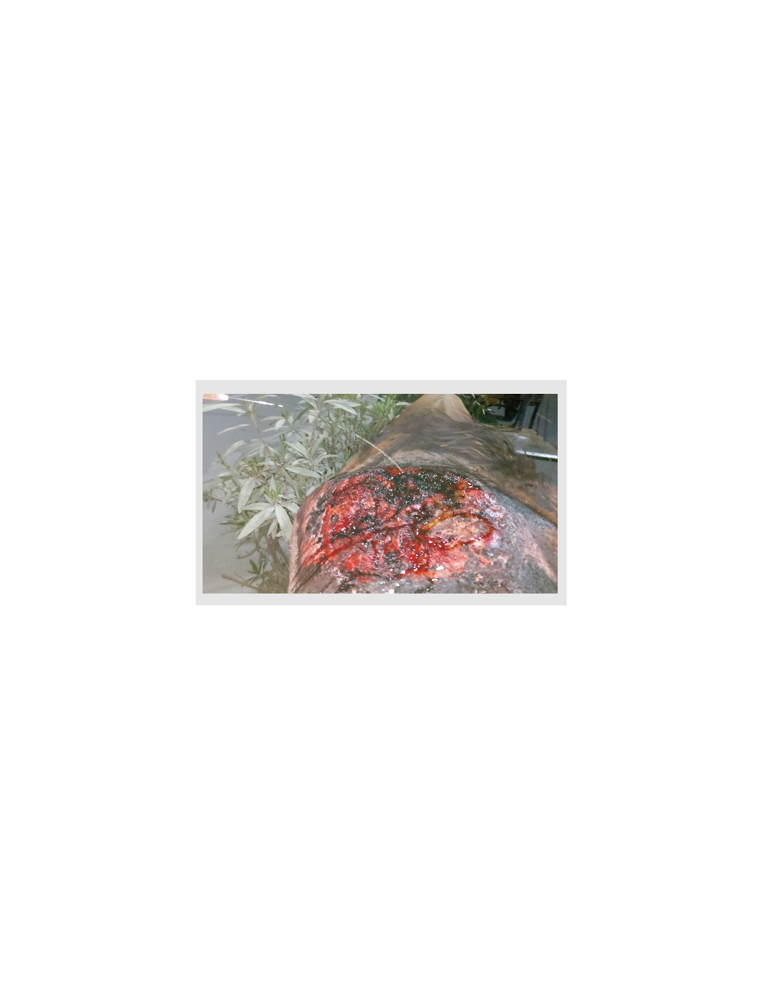 Mahadev Nandi Baba Hot Charcoal Attacked Burned Greater Noida Mahadev Nandi Baba Hot Charcoal Attacked Burned Greater Noida