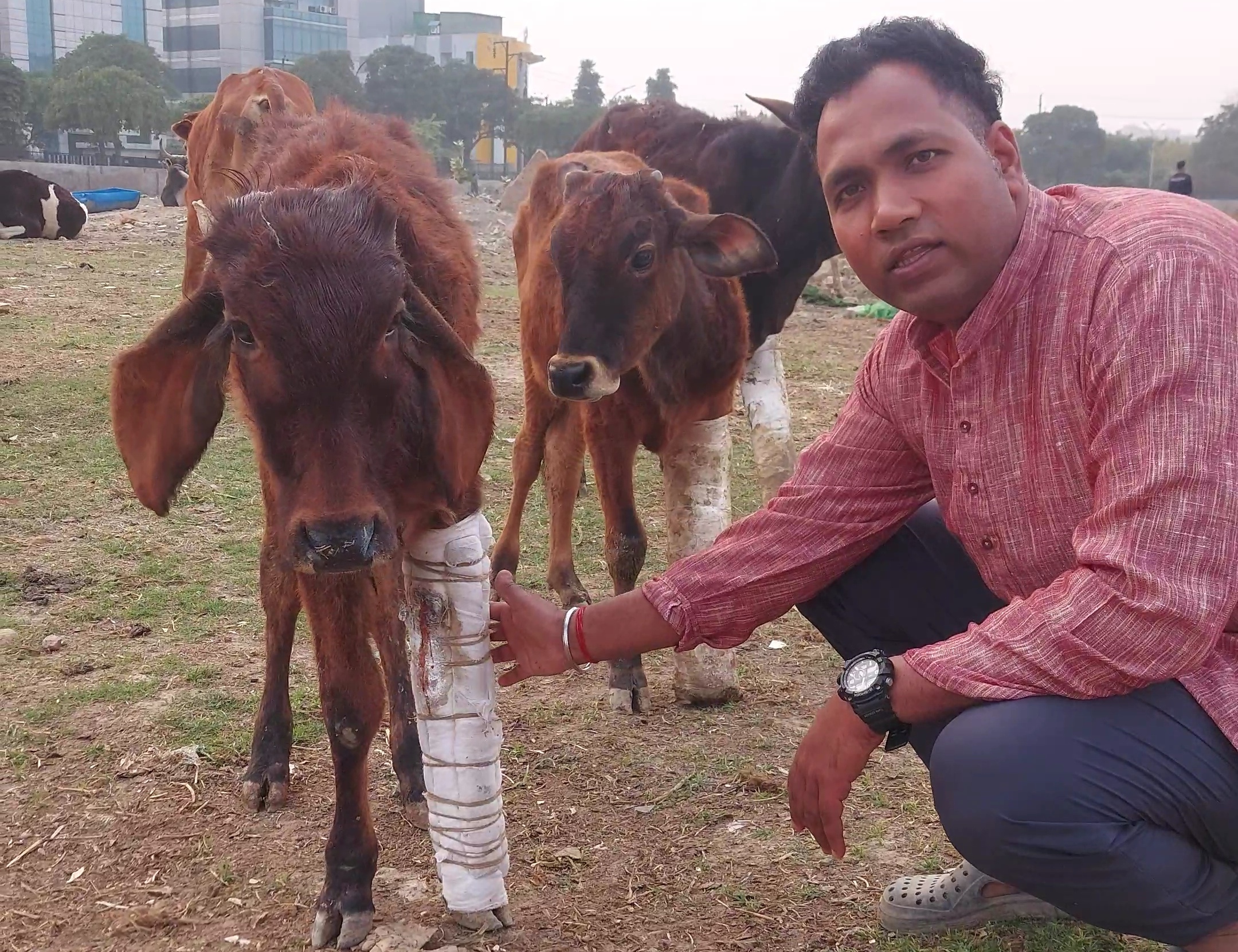 Save Lives of Injured Sick Cows & Nandi Baba
